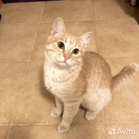 Котенок подросток. срочное пристройство