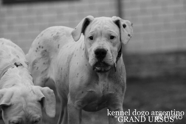 Аргентинский дог