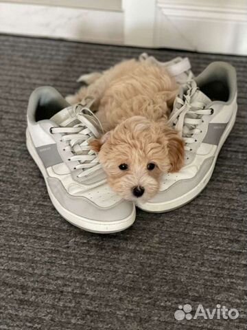 Мальтипу Ф1 ваша мечта здесь