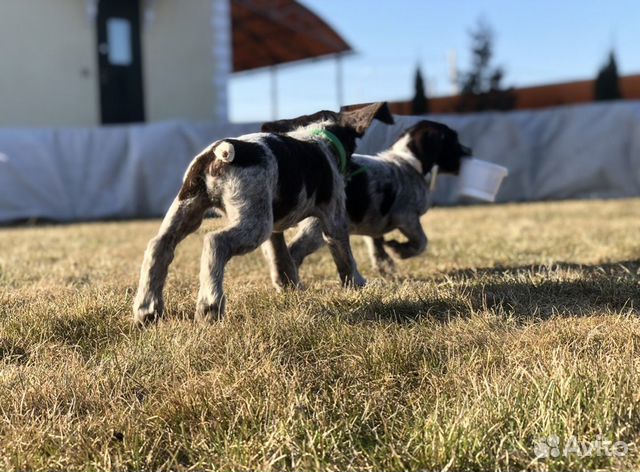 Щенки дратхаара