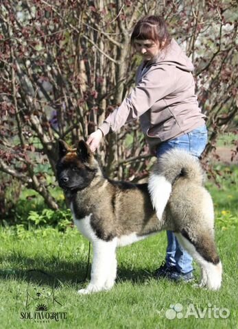 Американская акита подрощенные перспективные дети