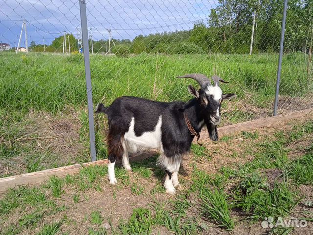 Вязка козел камерунский