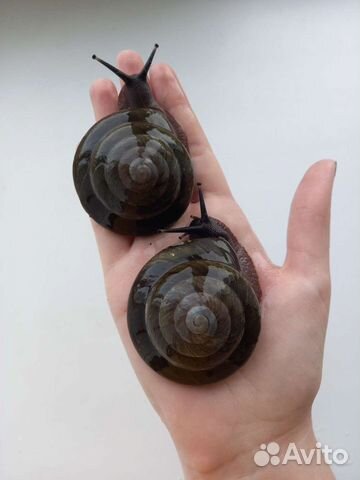 Улитки Pleurodonte excellens