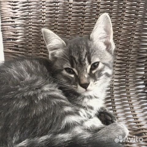 Котенок (уже ловит мышей)