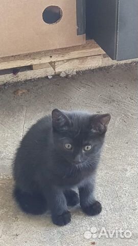 Котёнок