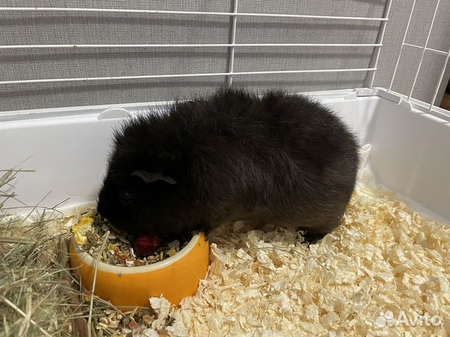 Морская свинка с клеткой