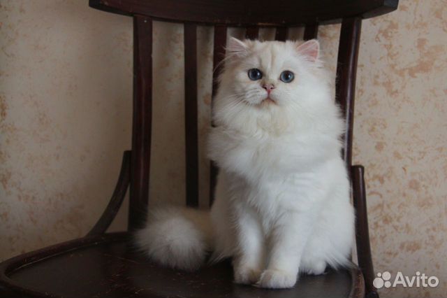 Шиншилла пойнт кошка в разведение