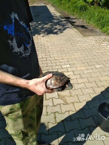 Маленькая черепашка