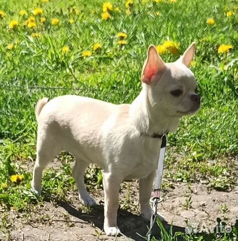 Пацан чихуахуа РКФ (видео)