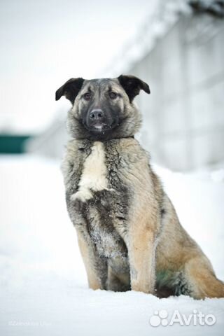 Таффи-вся жизнь в приюте