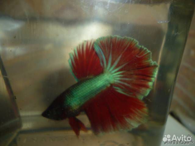 Петушок халфмун