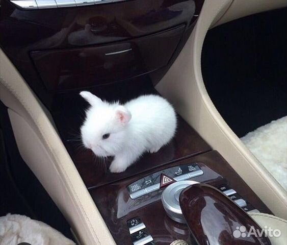 Мини-кролики. Карликовые кролики