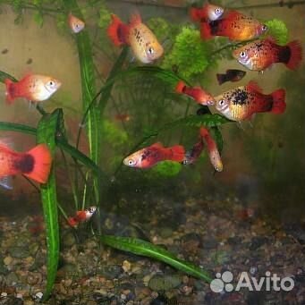 Рыбки для запуска аквариума