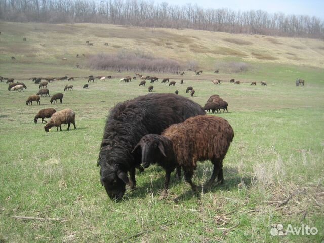 Продаются бараны, ярки