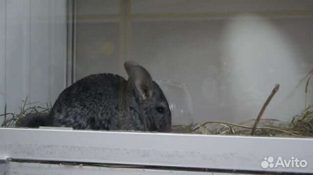 Молодой шиншилла мальчик 4 месяца