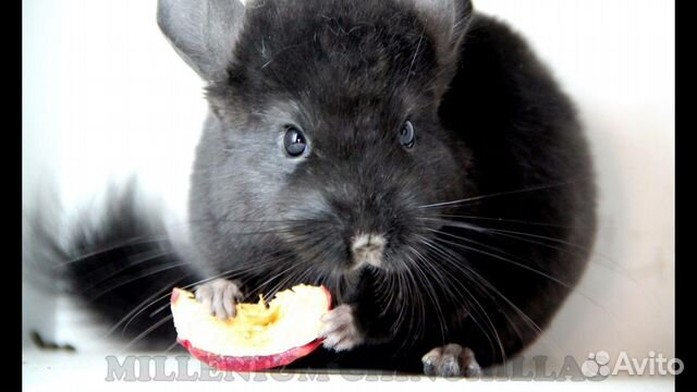 Шиншилла экстра темный Эбони продажа