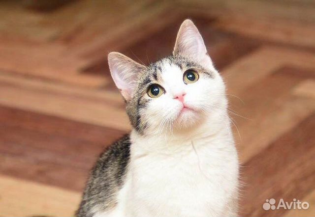 Кошка-колобок ищет дом