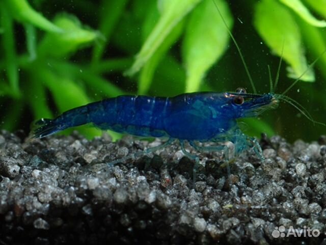 Креветки "Голубая мечта" (Blue Dream )