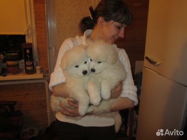 Щенки самоеда