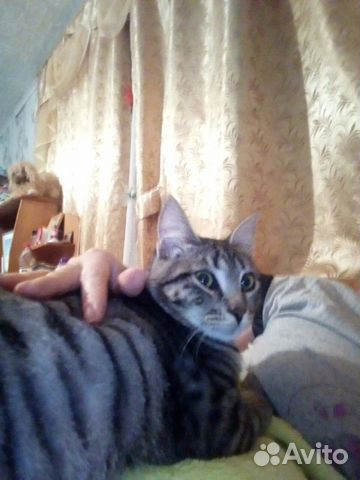 Роскошная Мурка - девочка в любящие руки