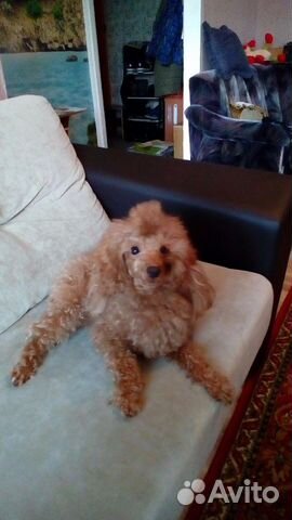 Продам щенков той пуделя