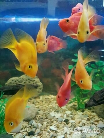 Аквариумная рыба попугай