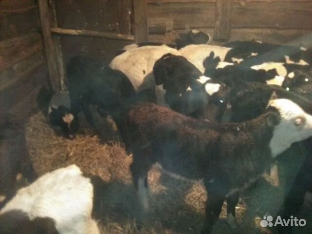 Телята в продаже