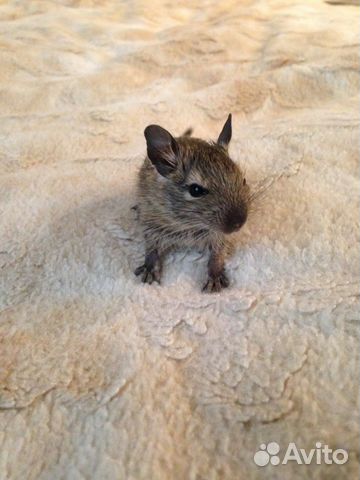 Малыши Дегу