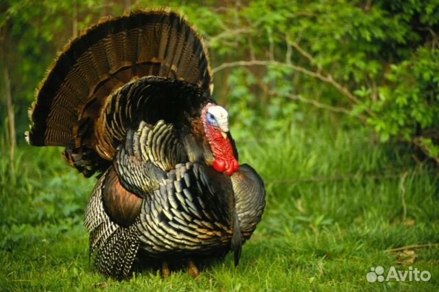Индейка бронза широкогрудая 708 недельные