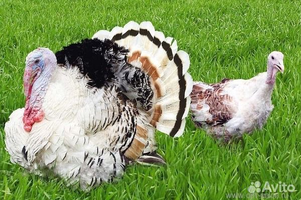 Индюшата белой широкогрудой