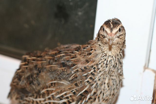 Перепела всех возрастов, 5 пород, инкубационное яй