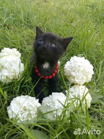 Котята ищут дом.Возраст 1.5 месяца