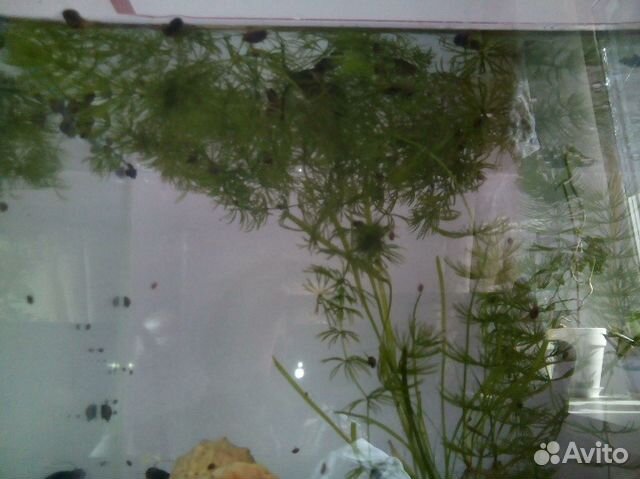 Улитки аквариумные