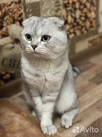 Красавец скотиш-фолд ищет девочку для вязки