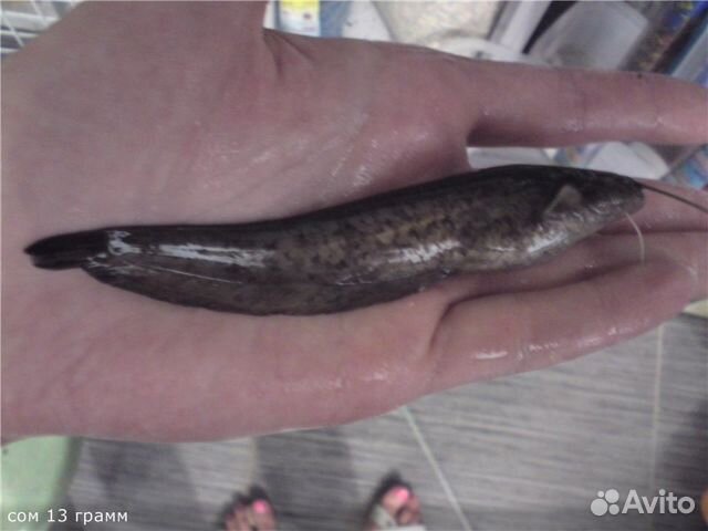 Товарный африканский сом