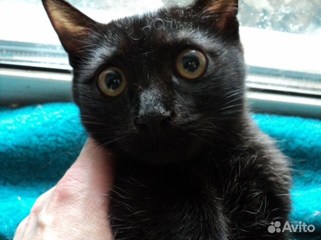 Красивый ухоженный котик 6 мес