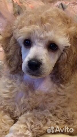 Породистые щенки пуделя