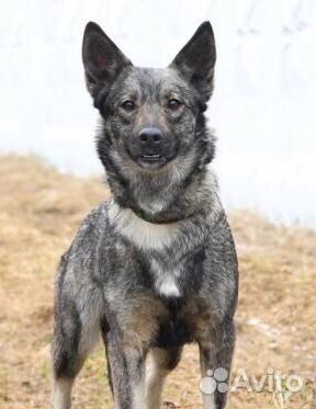 Собака-волк в дар