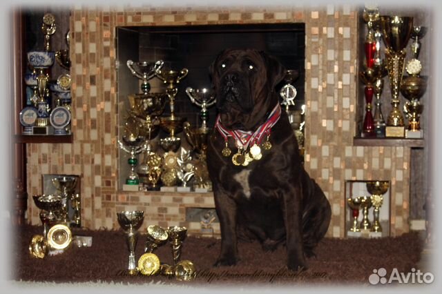 Южноафриканский бурбуль