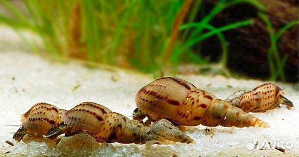 Улиток Меланий грунтовых аквариумных обменяю