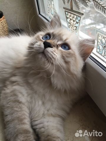 Синеглазый новогодний зайчик