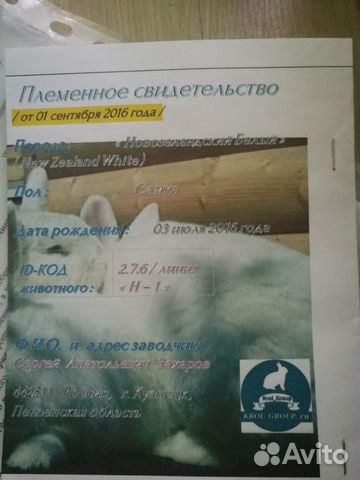Новозеландские кролики белые