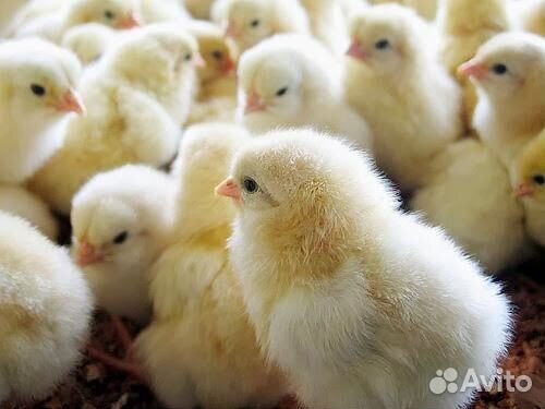 Бройлерные цыплята Кобб-500 в Керчи