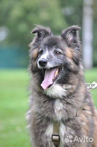 Пушистый Рик ищет семью