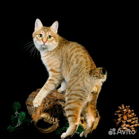 Приглашаем на вязку)