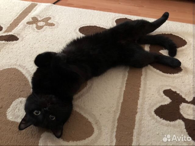 Вязка. Кот ищет кошку для вязки