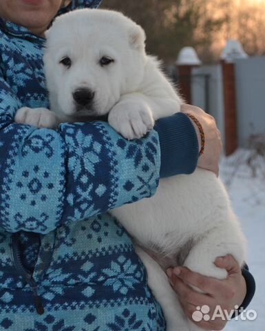 Высокопородные щенки сао из питомника