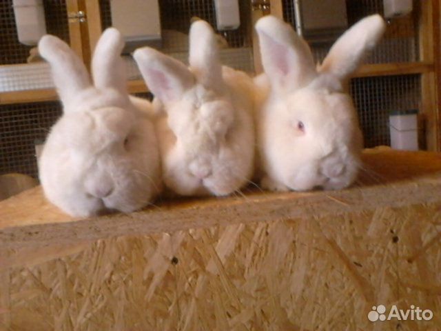 Племенные крольчата и взрослы Новозеландские Белый