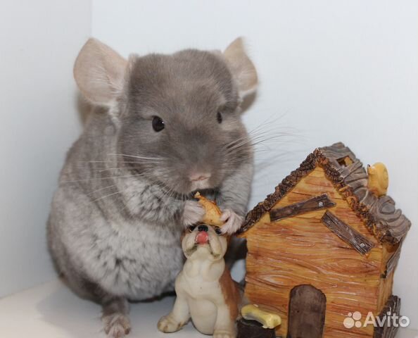 Шиншилла Коричневый бархат девочка