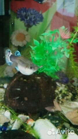 Гуппи мальки